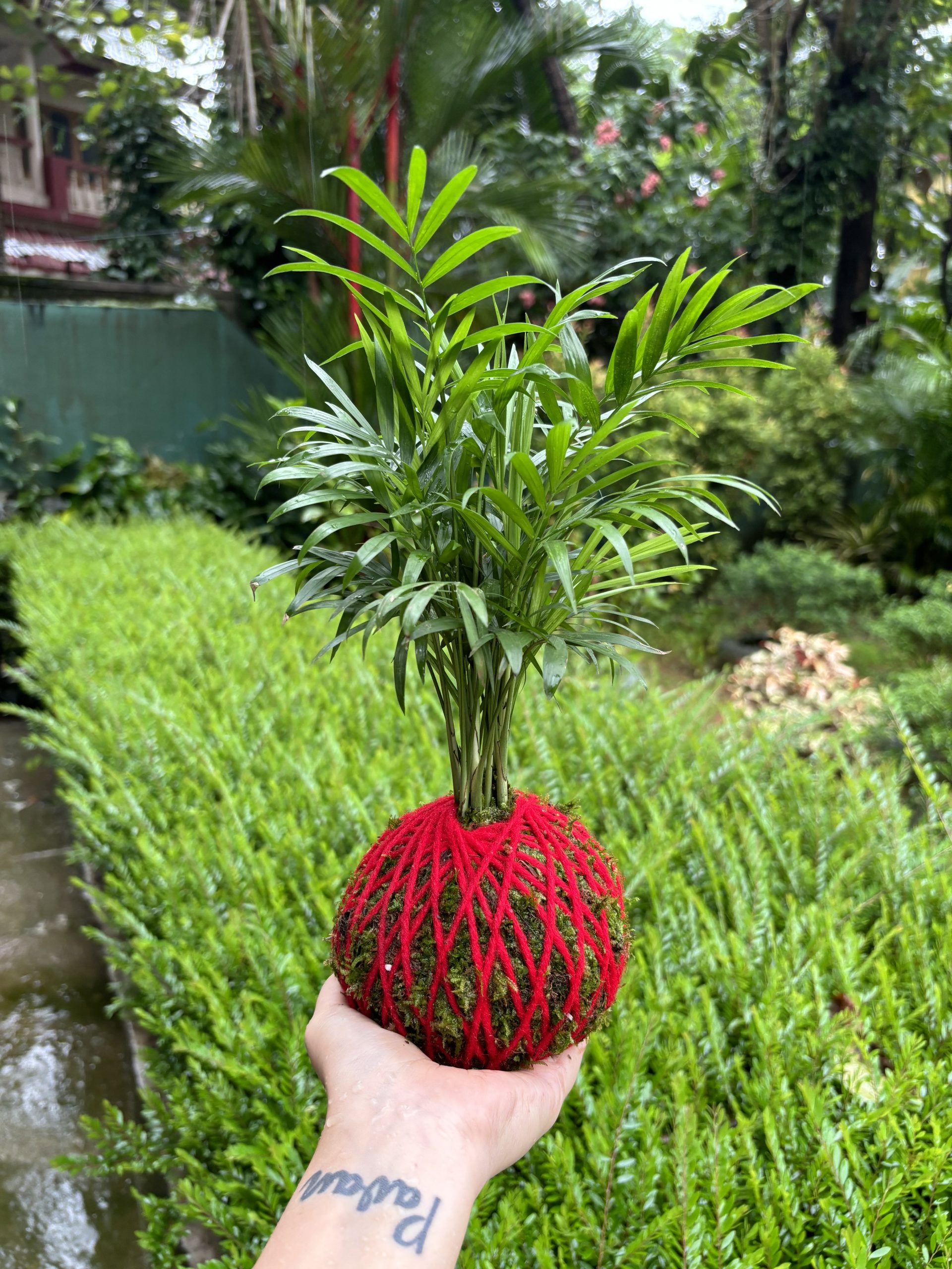 Bamboo Palm Kokedama – Riddhi Plants