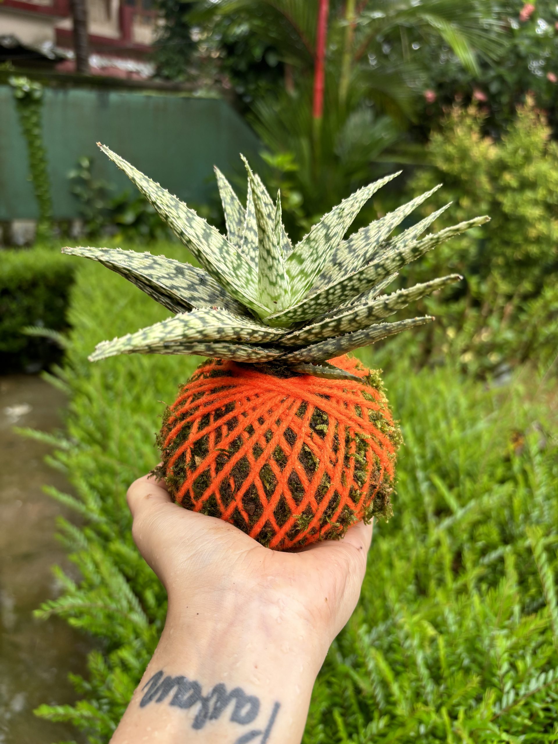 Aloe blizzard – Riddhi Plants