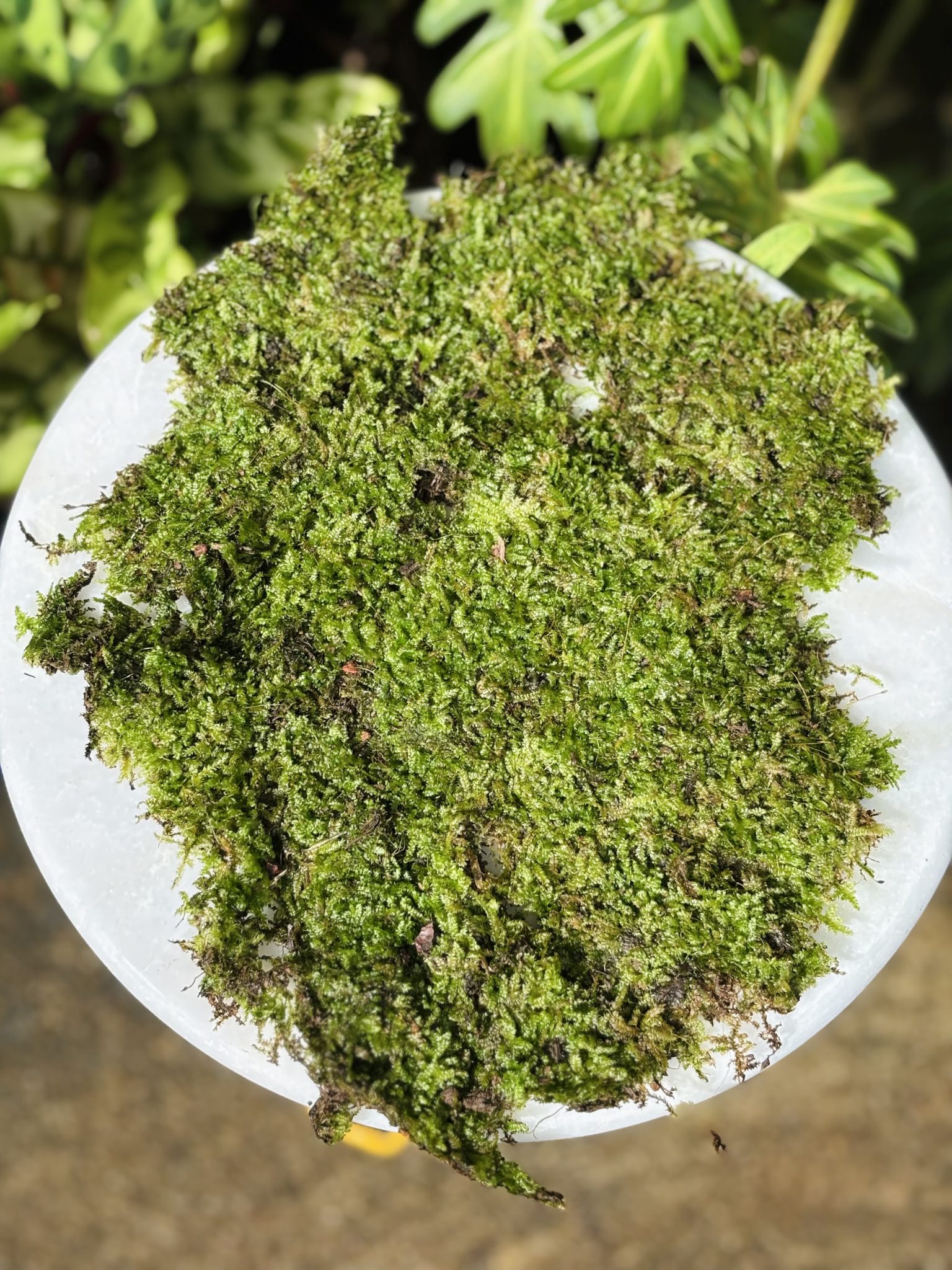 Fresh Live Terrestrial Moss | Sheet Moss – Riddhi Plants